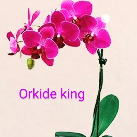 Orkide king | Shopier