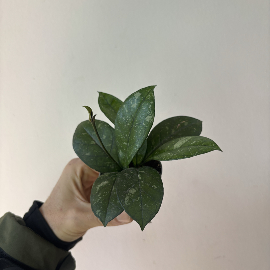 Mini Hoya Crassipetiolata 'Splash Round' | Arzelabotanik