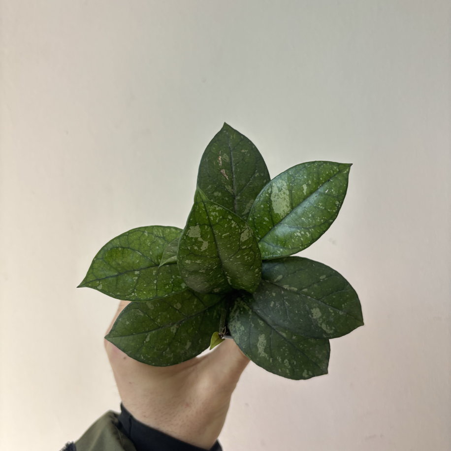 Mini Hoya Crassipetiolata 'Splash Round' | Arzelabotanik