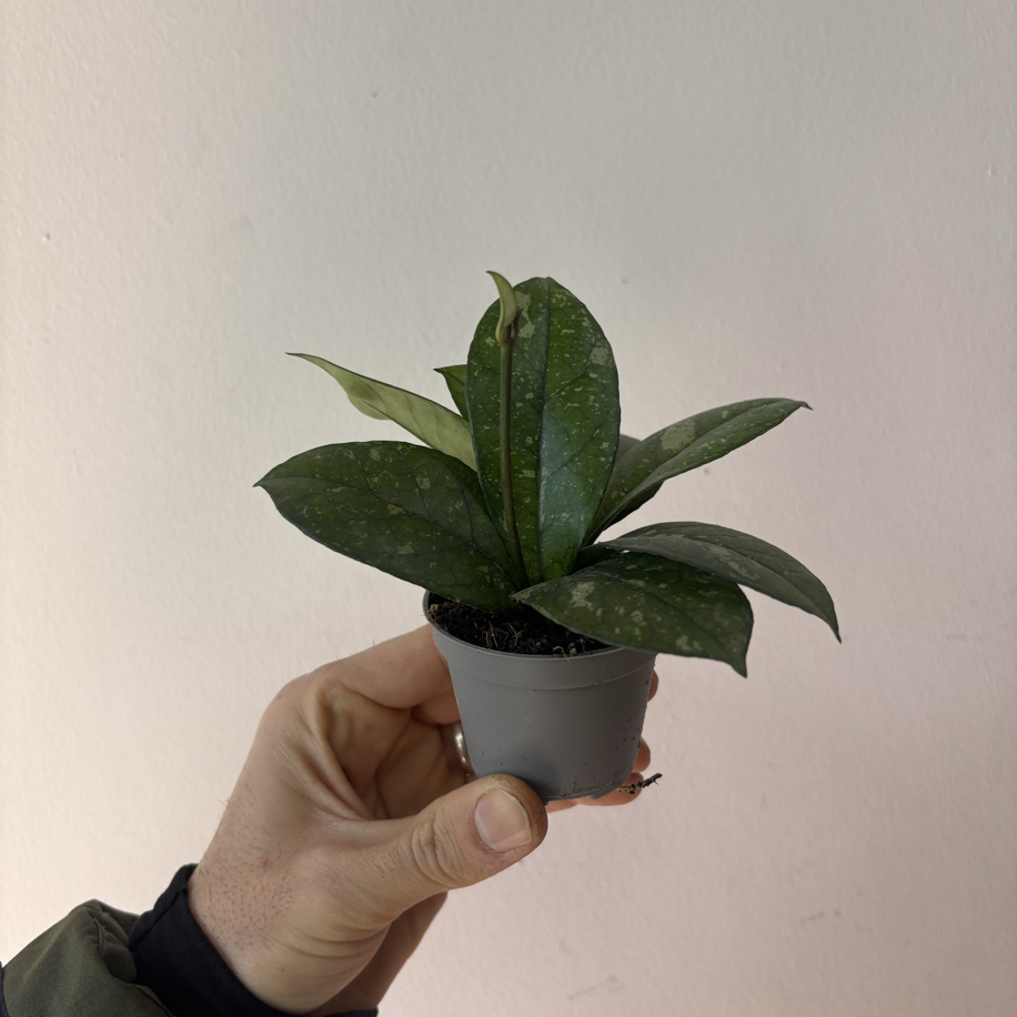 Mini Hoya Crassipetiolata 'Splash Round' | Arzelabotanik