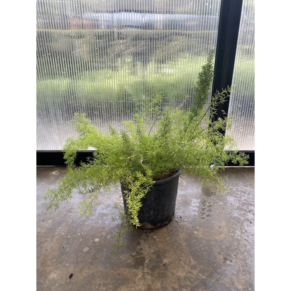 Asparagus Sprengeri | Lara Botanica