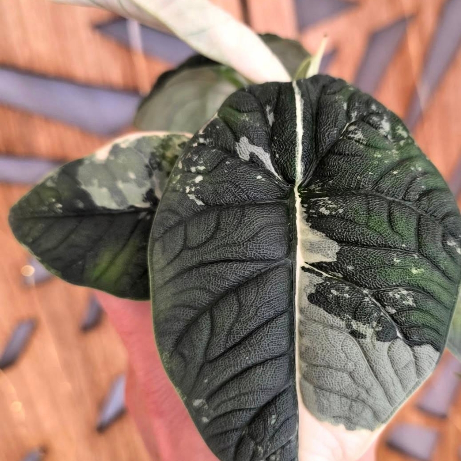 Alocasia melo variegata mini | Botanik