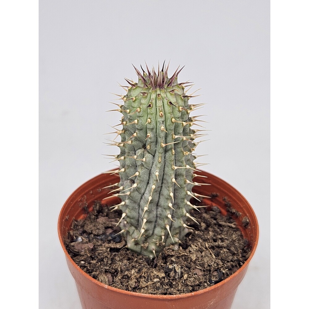 Hoodia Gordonii (Kalahari Cactus) Çok Özel Koleksiyonluk Tür Kaktüs 5 ...