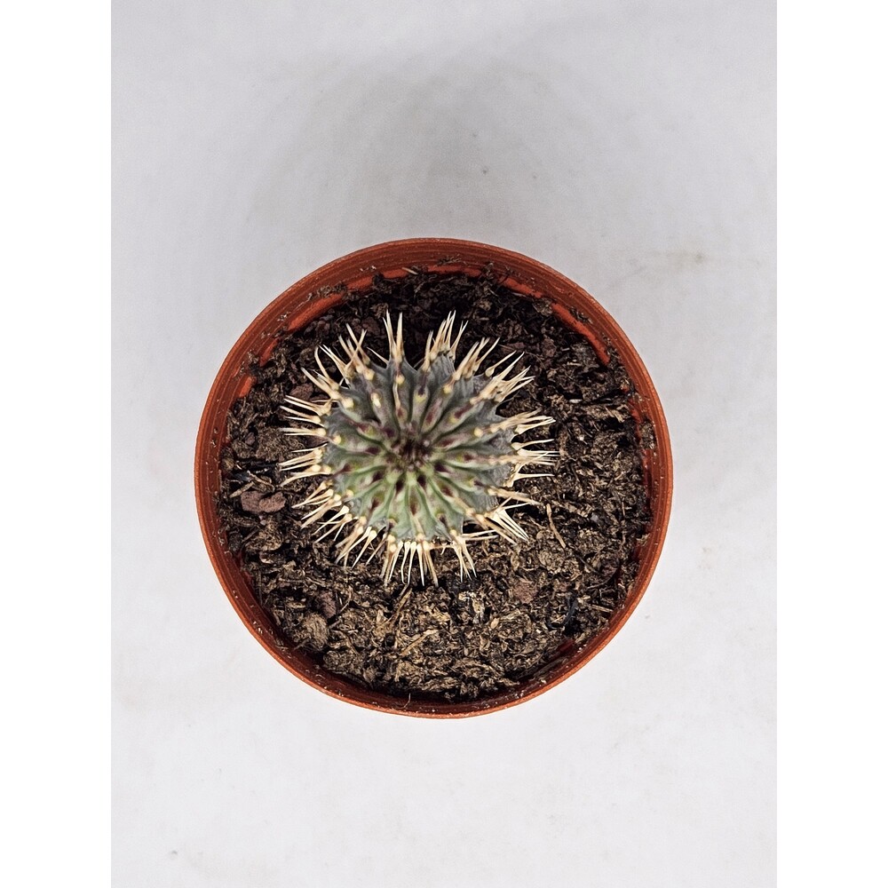 Hoodia Gordonii (Kalahari Cactus) Çok Özel Koleksiyonluk Tür Kaktüs 5 ...