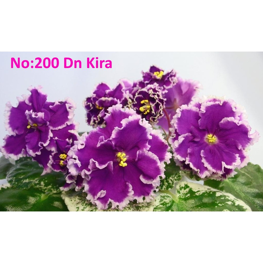 NO 200 DN KİRA Standart Fide | Eslem Çiçekçilik