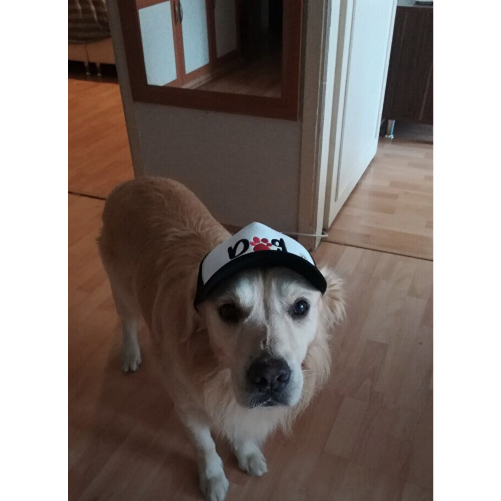 Lufi Dog Nakışlı Köpek Şapkası | Lufi Pet