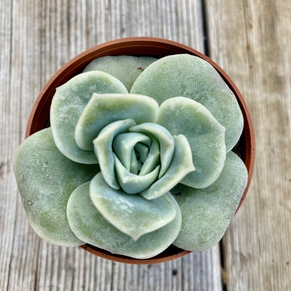 Graptoveria 'Lovely Rose' | sukulent & kaktüs