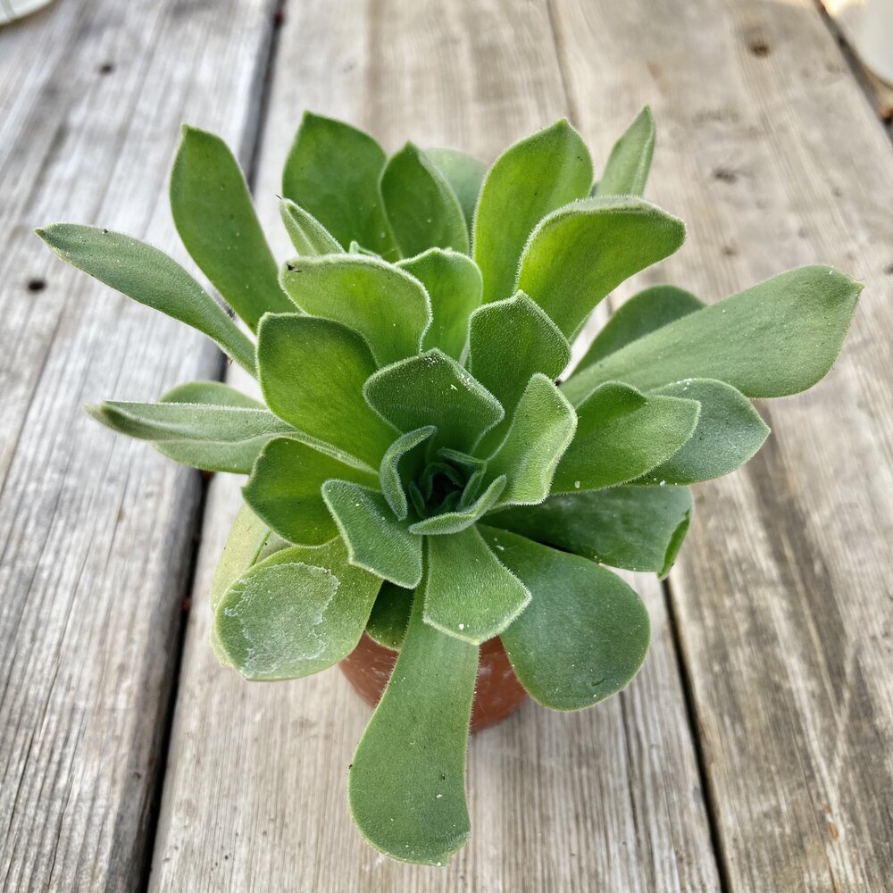 Aeonium 'Goblin' | sukulent & kaktüs