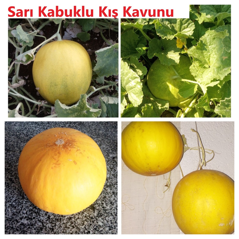 Sarı Kabuklu Kış Kavunu | Ata Tohum Bankası
