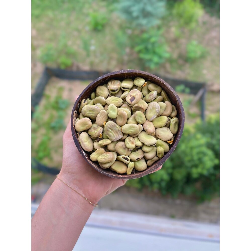 Sakız bakla tohumu fava beans seeds | tohum_sepeti