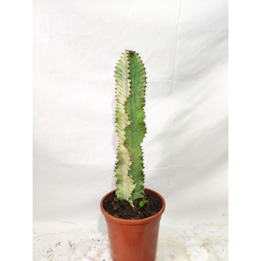 Euphorbia marmorata | Aden Of Garden