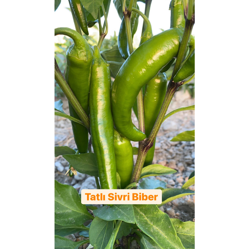 Tatlı Sivri Biber | Atalık Bahçem