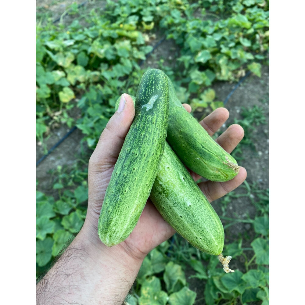 3 adet KARADENİZ DİKENLİ SALATALIK FİDESİ | Atalık Bahçem