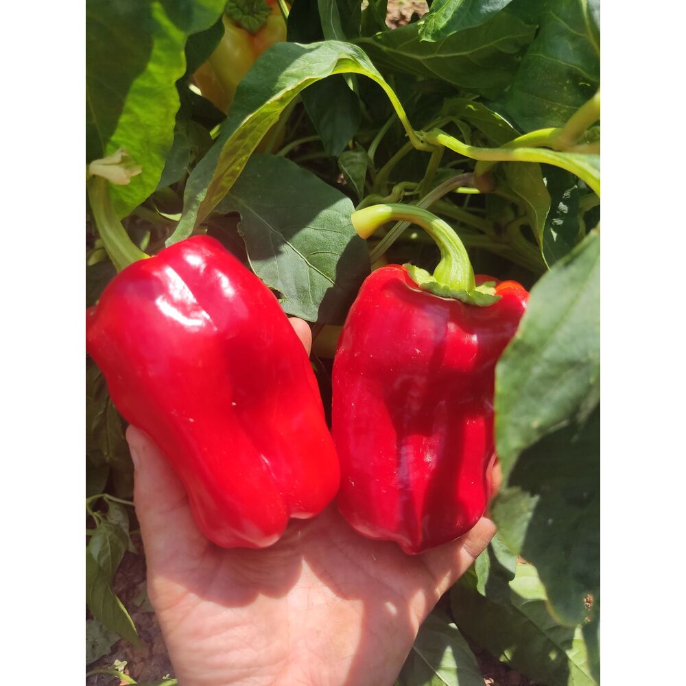 beyaz dolma | Kadimbostan