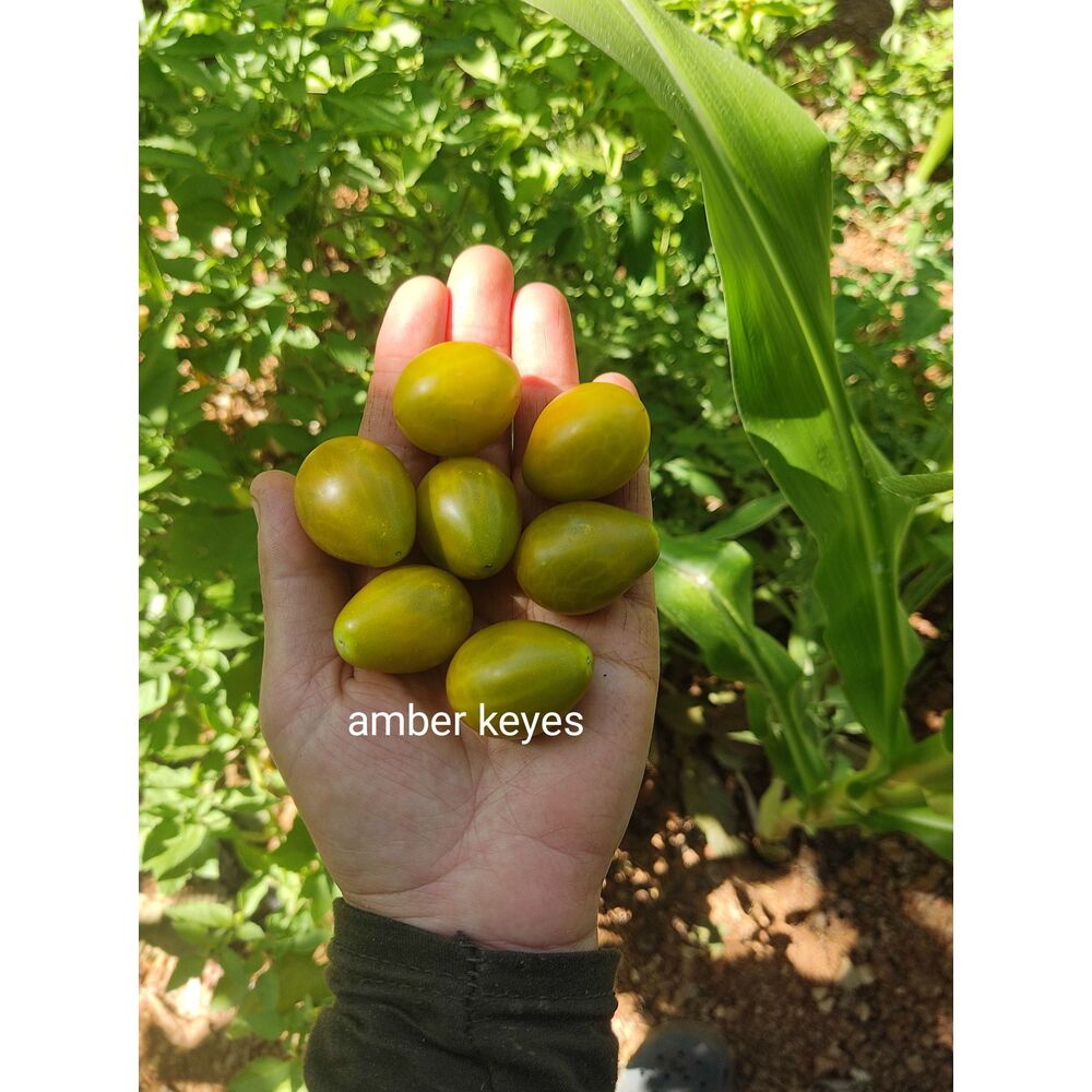 Amber keyes | Kadimbostan