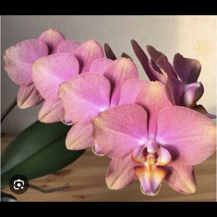 Phal Nck Rosetta | myfairyorchids