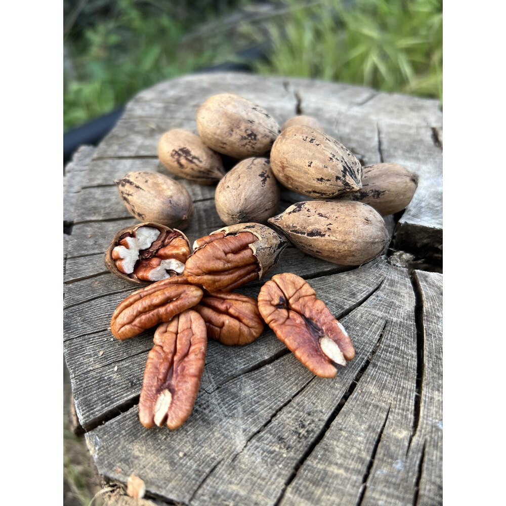 Pikan Cevizi 250 Gram | PT