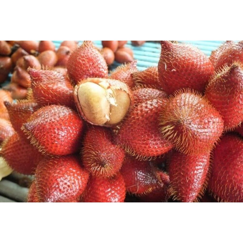 Snake Fruit (Yılan Meyvesi) 250 Gram (Ön Sipariş) | PT