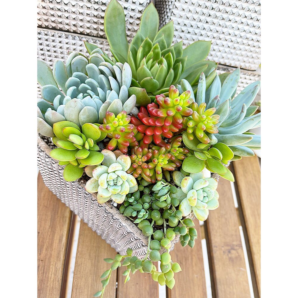 Elegance | Plant Lady Seda