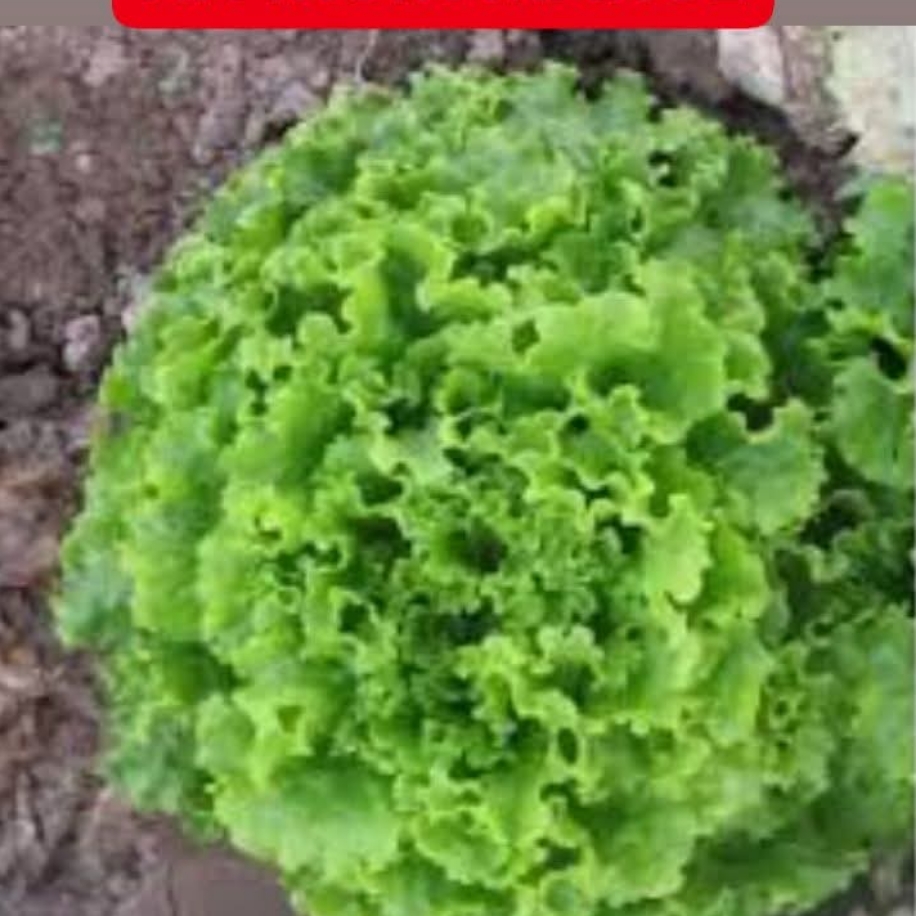 KIVIRCIK MARUL TOHUMU ( 30 ADET ) | sizinmarket16