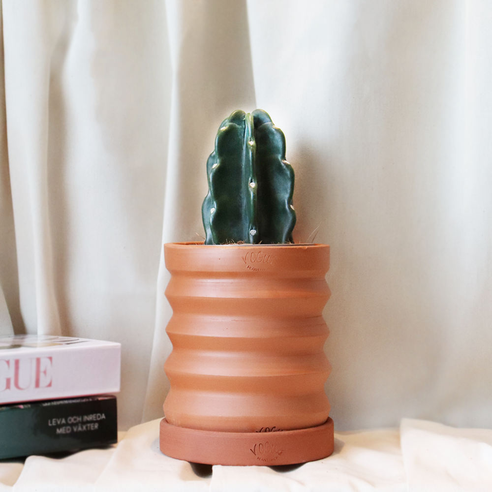 Cereus Jamacaru Cuddly Cactus | Vogue Plants Shop