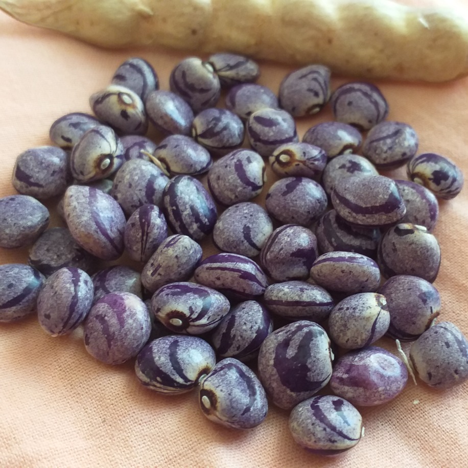 Cranberry flieder bean -sırık | yeninesilbahcem