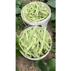 tez gelen fasülye (sırık) | 365_gün_tarım