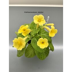 minyatür Episcia Yellow Mist, fide | Özel tür menekşe, begonya ve episcia
