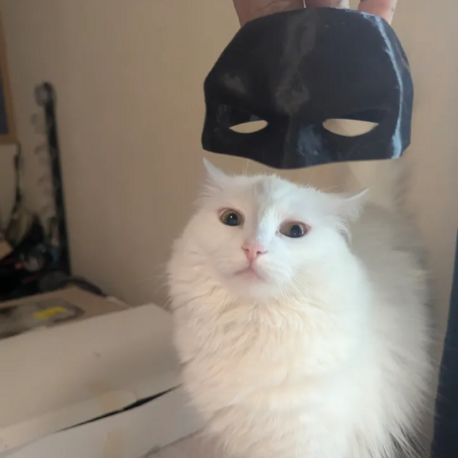 Batman Kedi & Köpek Maskesi – Evcil Dostlarınıza Kahraman Dokunuşu ...