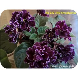 NO 232 ND-SMUGLYANKA(DARKİE) standart fide | Eslem Çiçekçilik