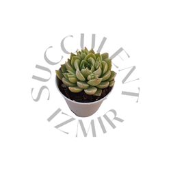 Graptopetalum Altair | Succulent MARKETİM