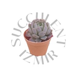 Echeveria Elegans Raspberry ice | Succulent MARKETİM