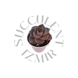 Echeveria Purpusorum | Succulent MARKETİM