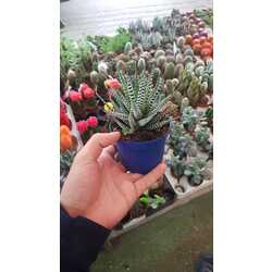 succulent | Succulent