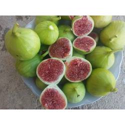 Green Patlican Fig 3 Fresh Cuttings | Wonderseed
