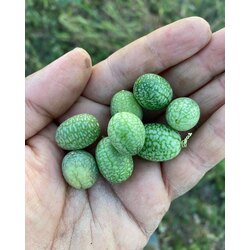 Cucemelon Salatalık ( Meksika Salatalık ) | Atalık Bahçem