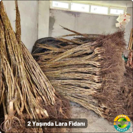 2 Yaş Lara Ceviz Fidanı 1 - 1.5 metre Boy | Fidan Bahcem